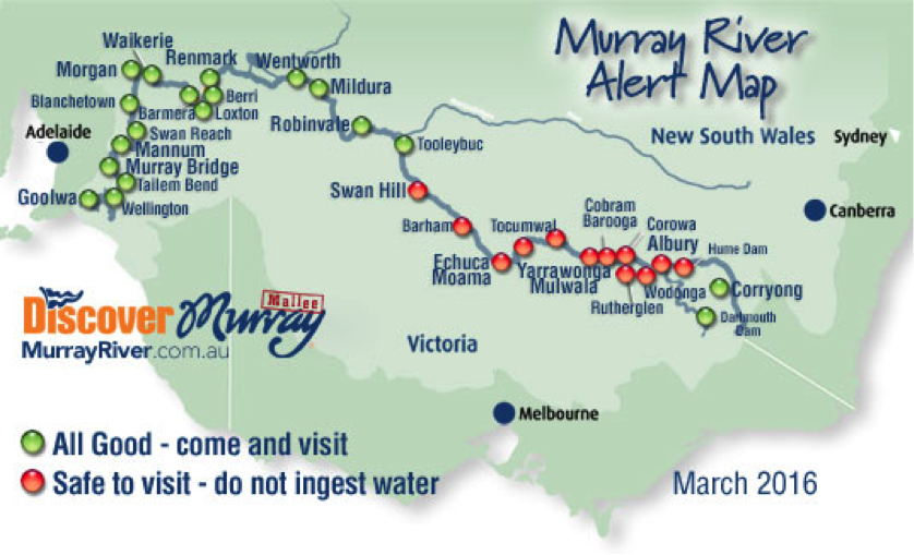 Algal bloom turns 400 km of the Murray River green – Catchment to Coast