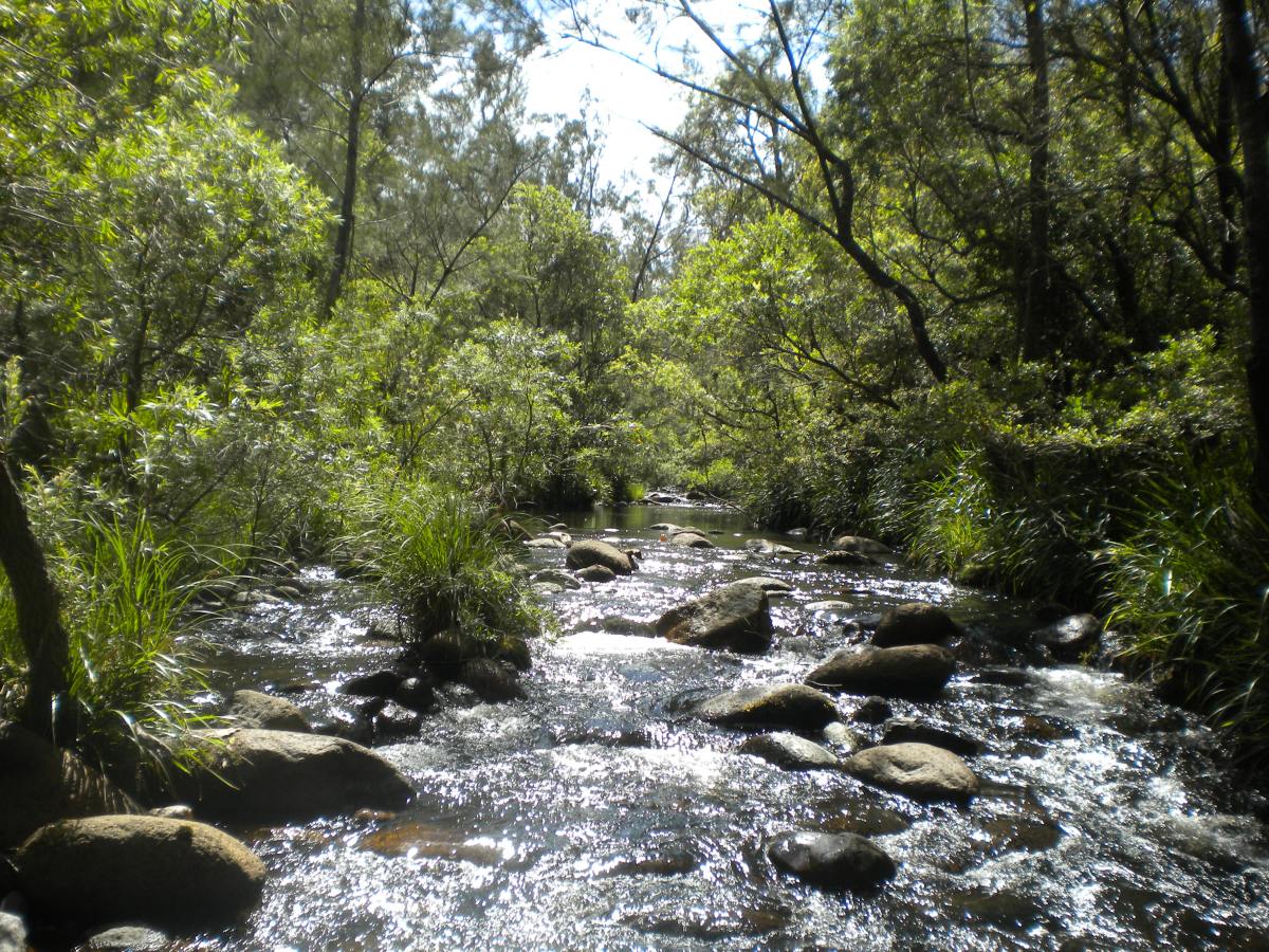 Quality food supports stream ecosystems – Catchment to Coast