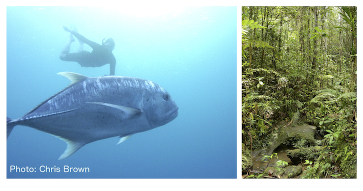 Protecting forests in Fiji to give coral reefs a future – Catchment to ...