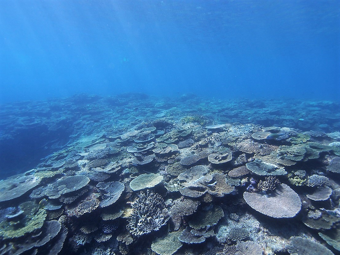 What corals tell us about the impacts of poor water quality – Catchment ...