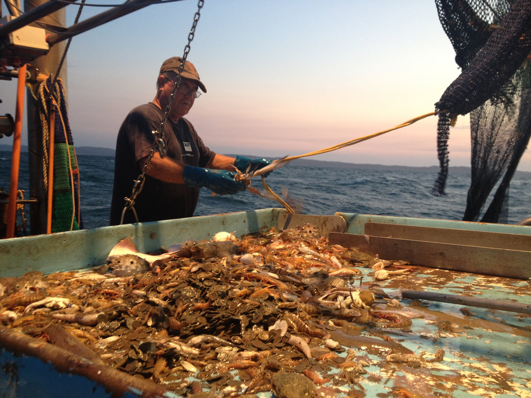 Prawn chemical “fingerprints” identify human influences in urban ...