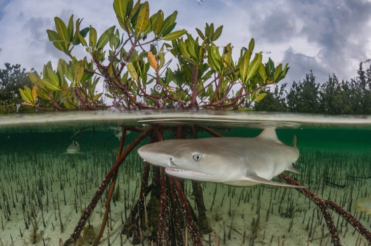 From sharks in seagrass to manatees in mangroves, we’ve found large ...