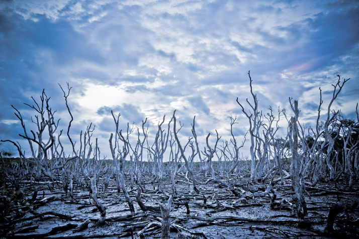 While Australia burns under a changing climate, our mangroves die-off ...