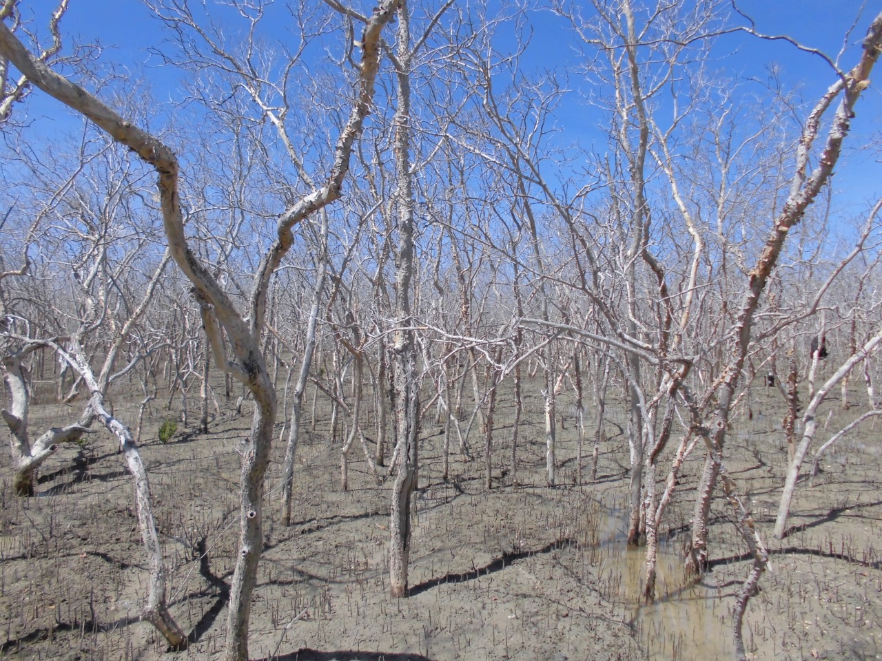 While Australia burns under a changing climate, our mangroves die-off ...