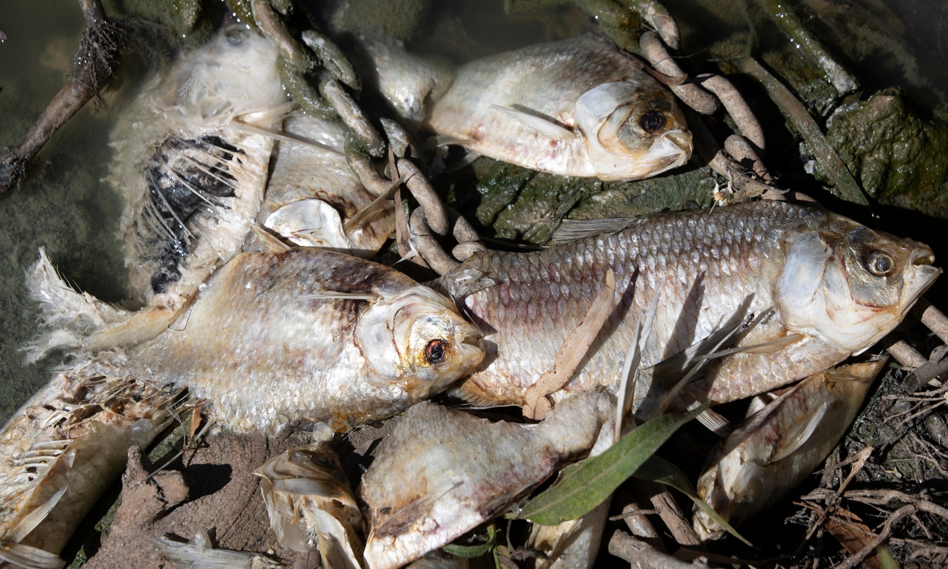 Climate change threat to fish diversity in Murray-Darling Basin ...
